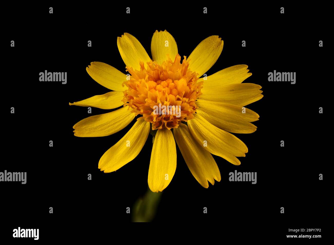 Jacobaea vulgaris illustration hi-res stock photography and images - Alamy