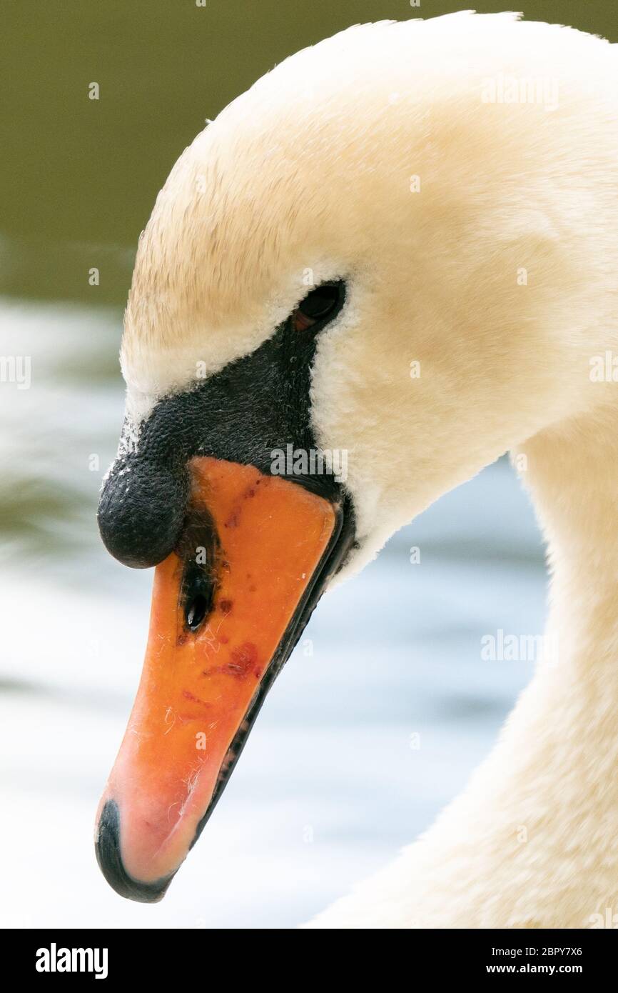 Cute Signets High Resolution Stock Photography and Images - Alamy
