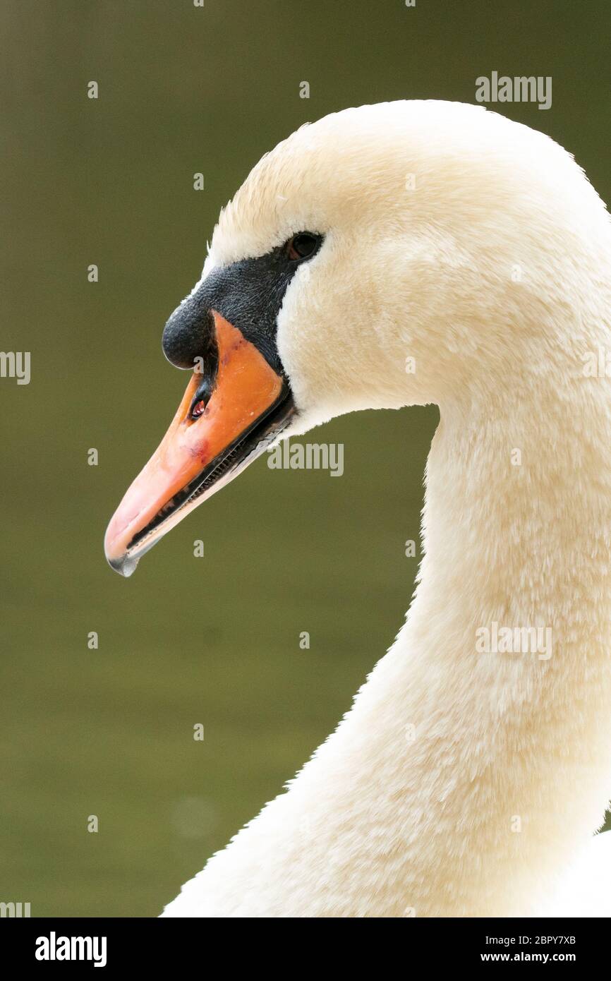 swan and signets close up Stock Photo - Alamy