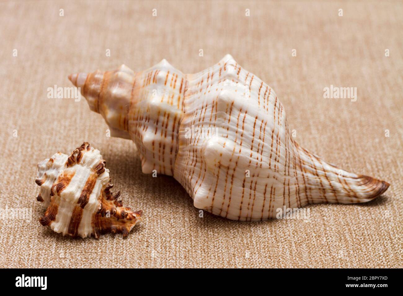 big and small sea shells on beige textile background Stock Photo - Alamy