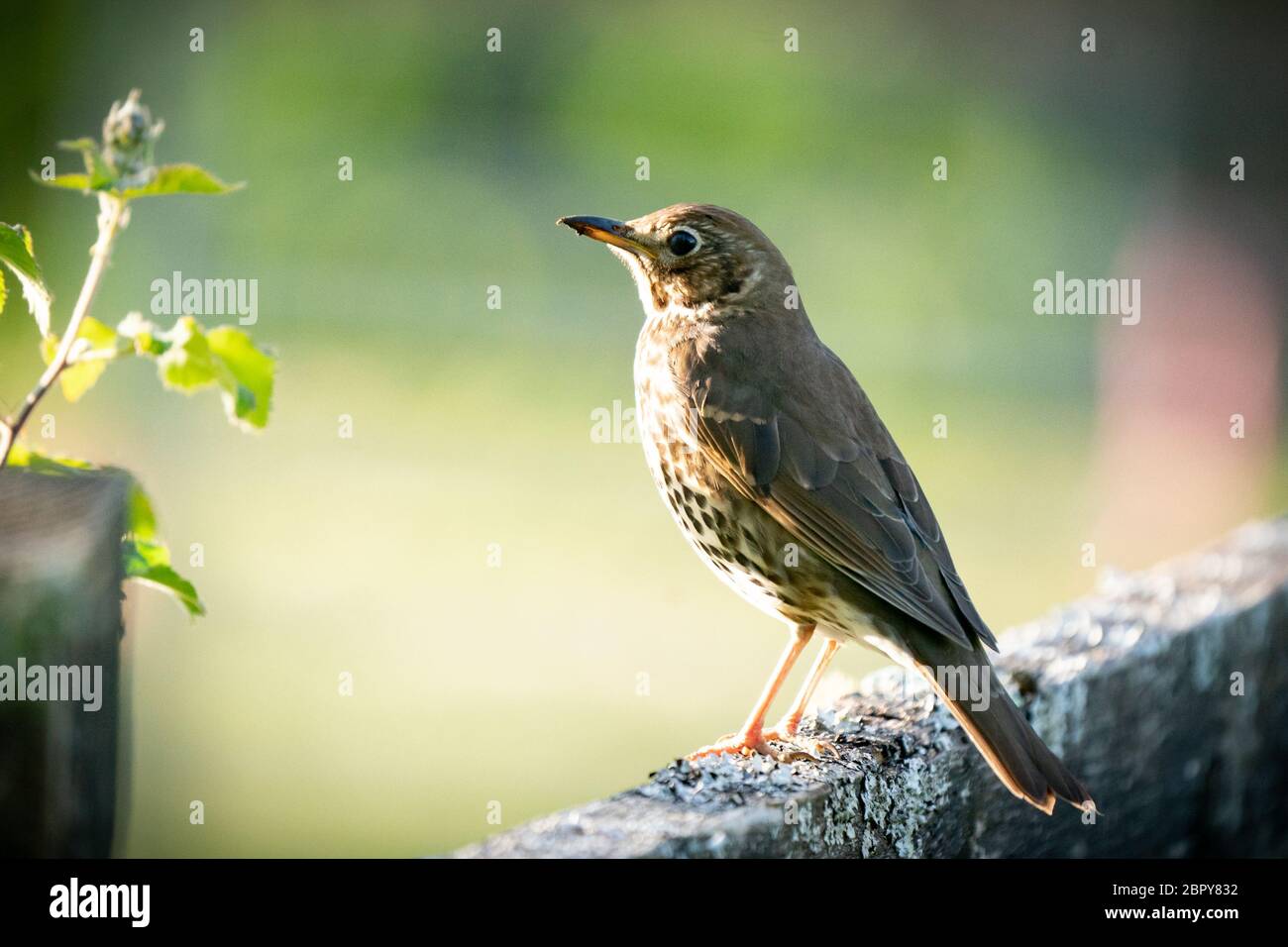 Song thrush song hi-res stock photography and images - Alamy