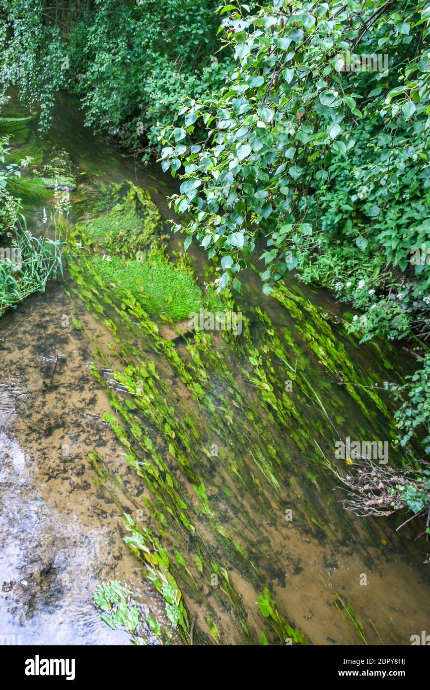 Some green reeds flowing in a stream Stock Photo - Alamy