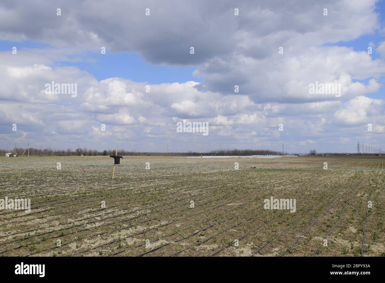 Crows crow farming crop hi-res stock photography and images - Alamy