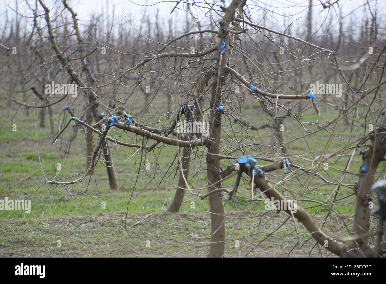 Apple trees in the garden, pruning apple trees, protecting cut branches ...