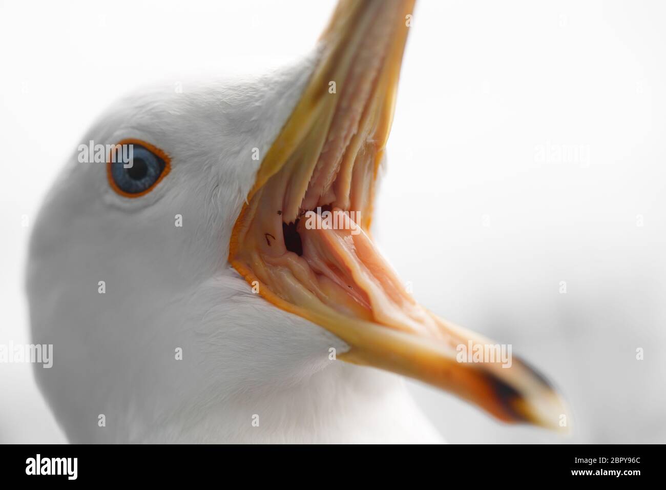 Closeup of white gull screaming mouth open. Many sharp teeth visible ...