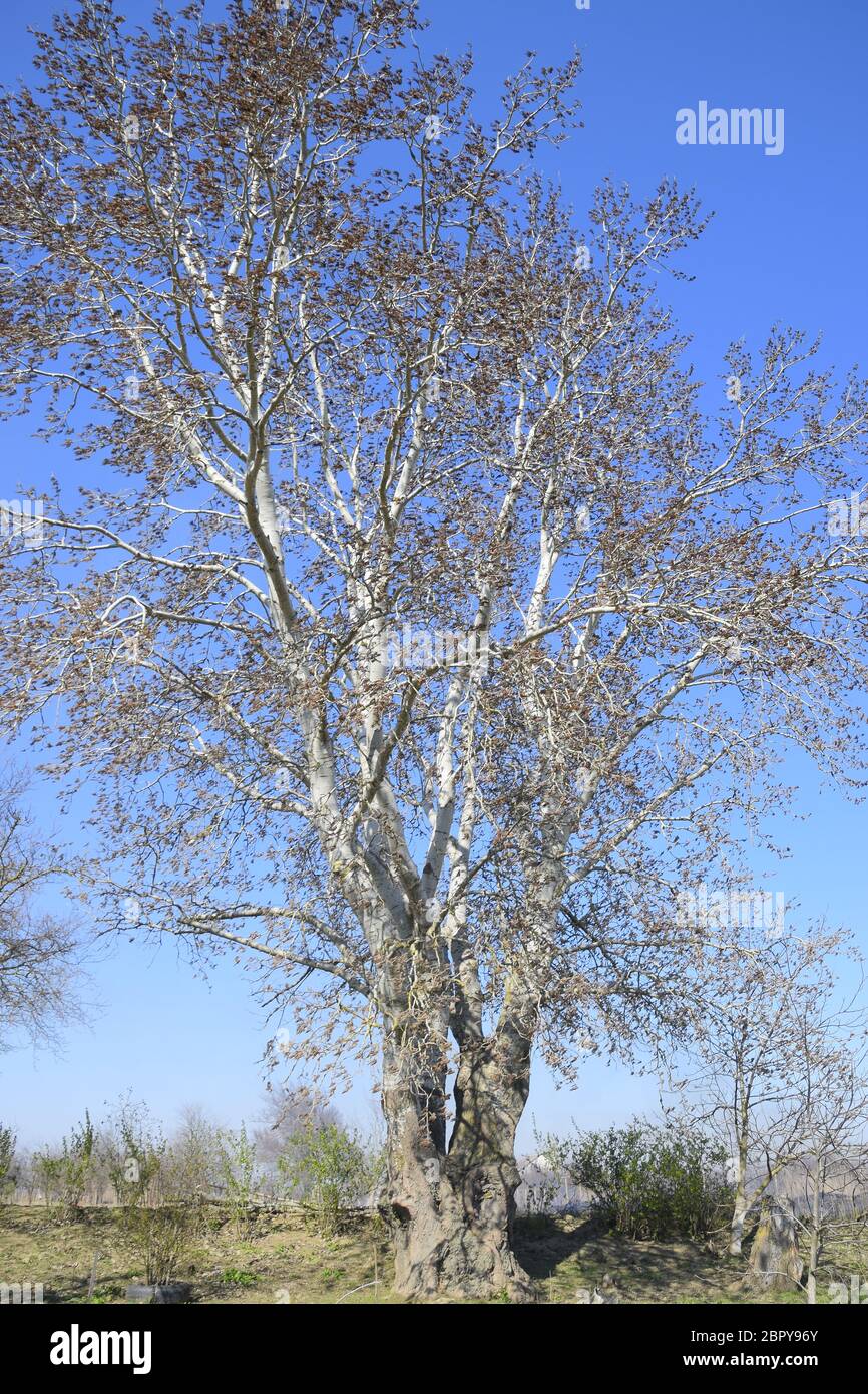 Earrings flowering silver poplar. Flowering poplar in March and April ...