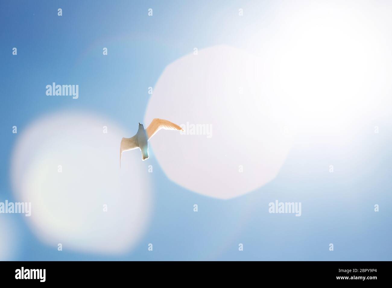 Bird in the air with wings wide open in-front of the sun Stock Photo ...