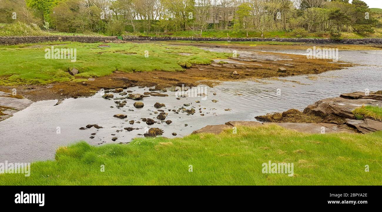 Wetland plant ireland hi-res stock photography and images - Alamy