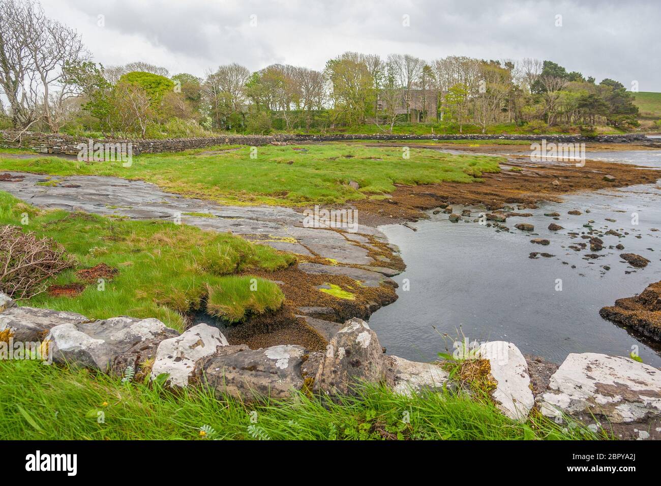 Wetland plant ireland hi-res stock photography and images - Alamy