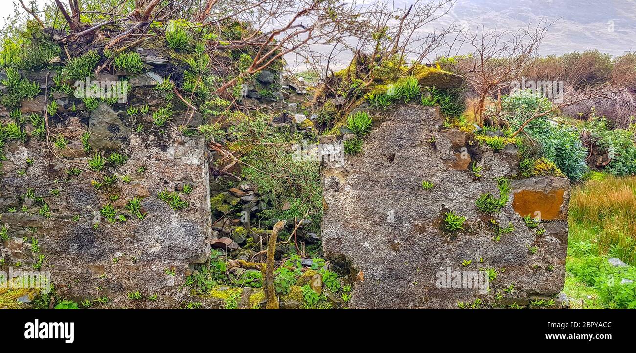 overgrown stone wall detail seen in Connemara, a region in Ireland ...