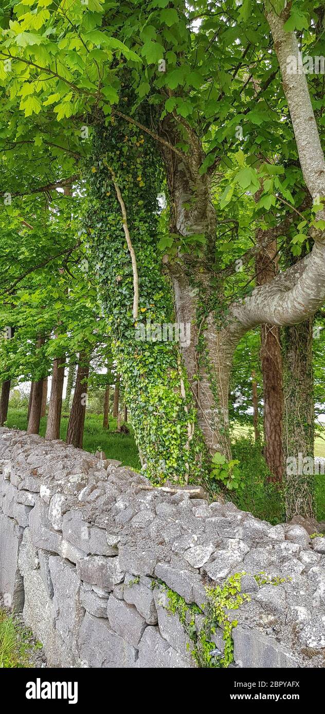 overgrown tree detail seen in Ireland Stock Photo - Alamy