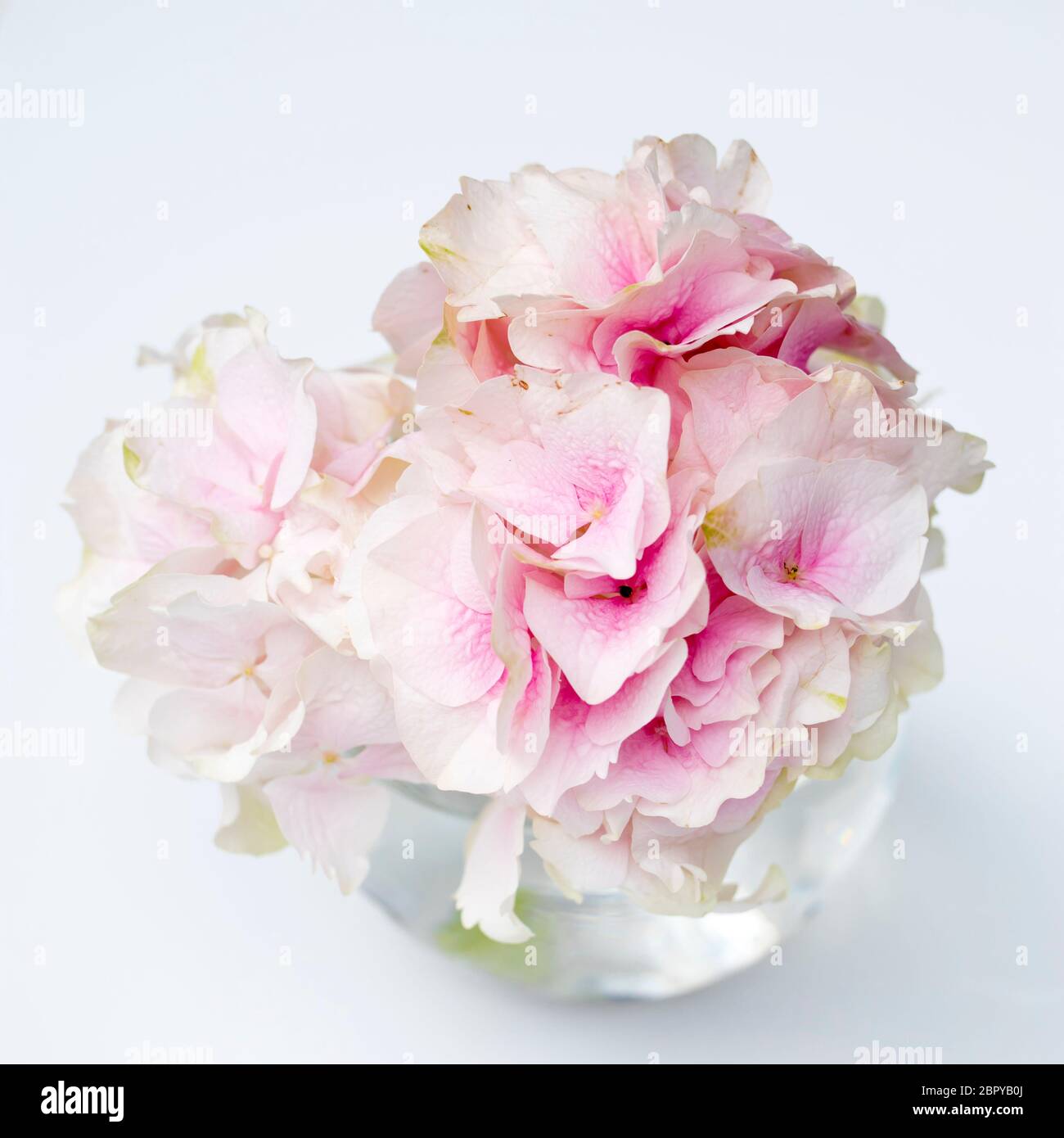 Ball-shaped pink hydrangea in a round glass vase for a greeting card on ...