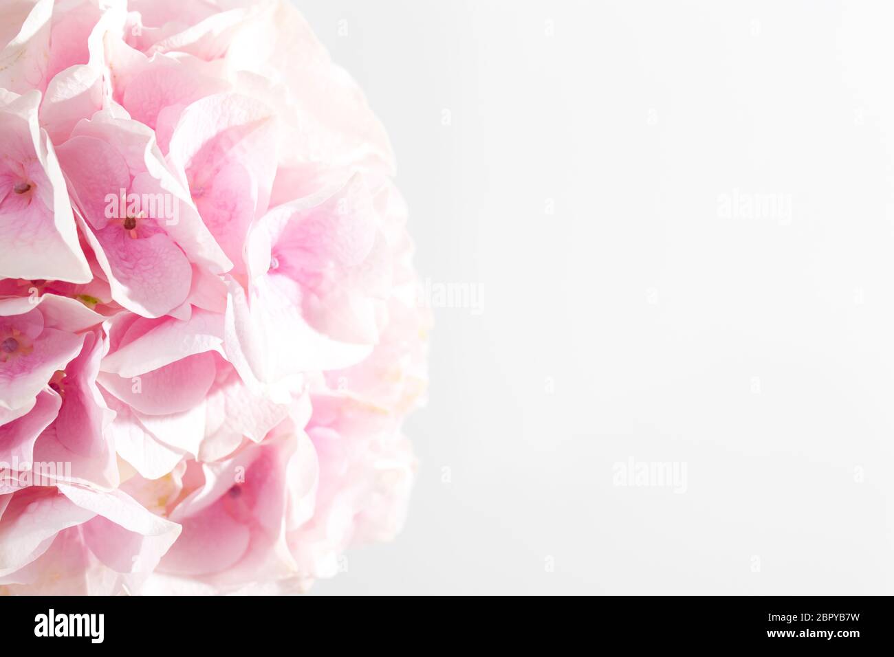 Ball-shaped pink hydrangea in a round glass vase for a greeting card on ...