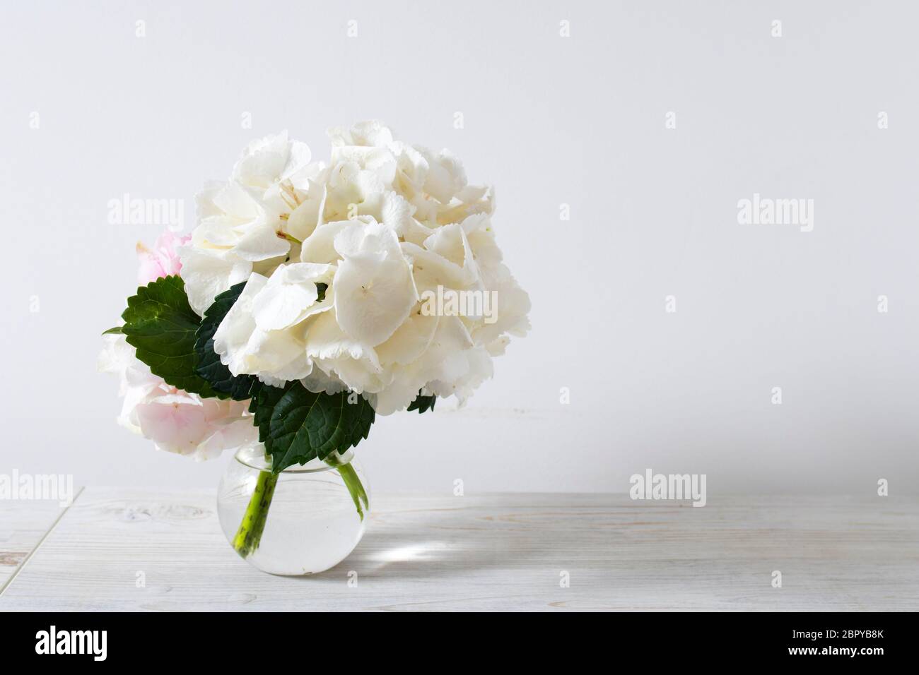Ball-shaped white hydrangea in a round glass vase for a greeting card ...