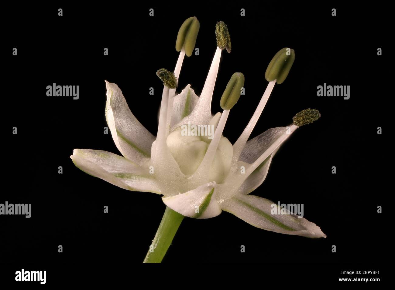 Allium Cepa Flower High Resolution Stock Photography and Images - Alamy