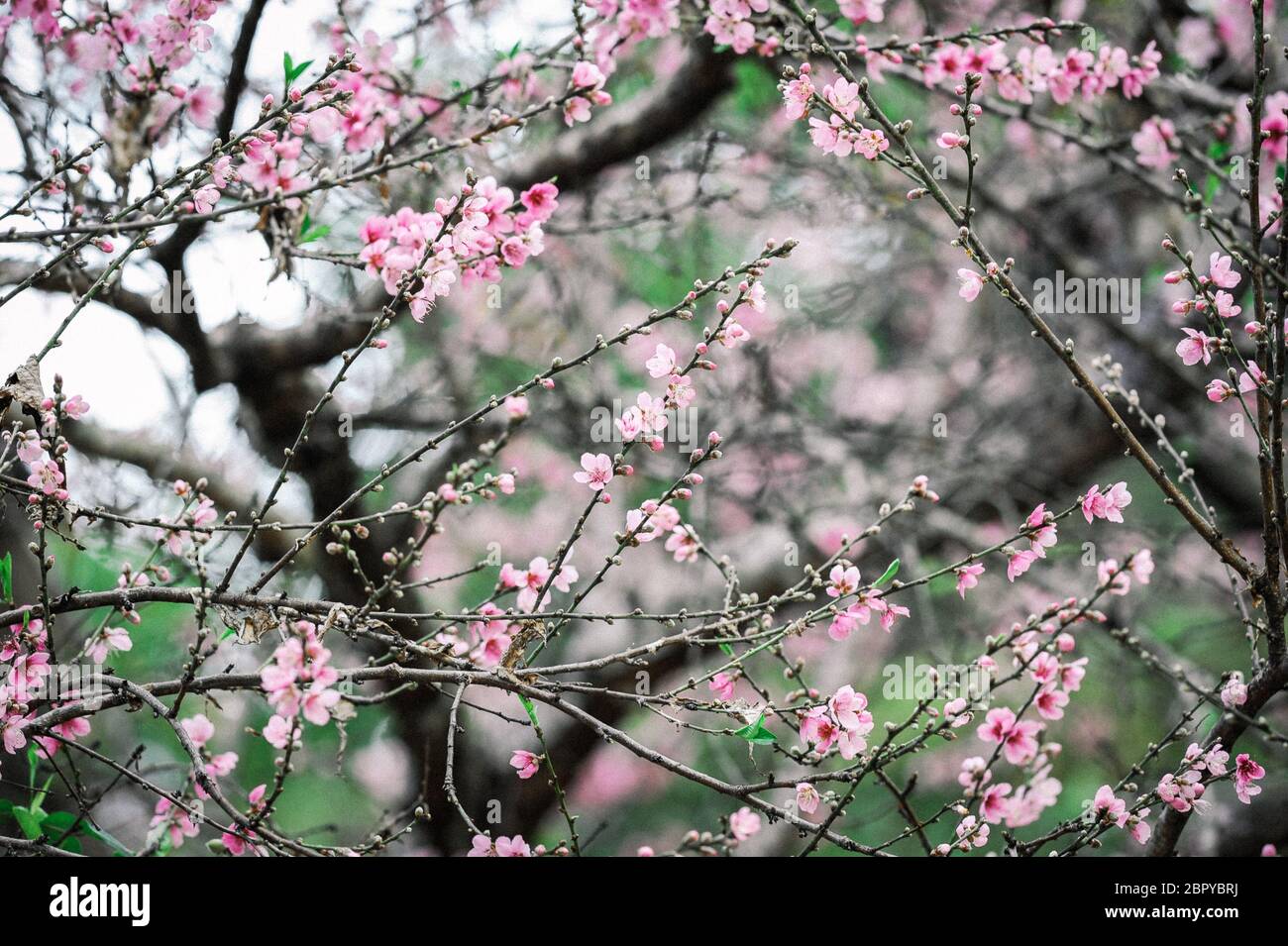 Beautiful scene cherry tree hi-res stock photography and images - Alamy