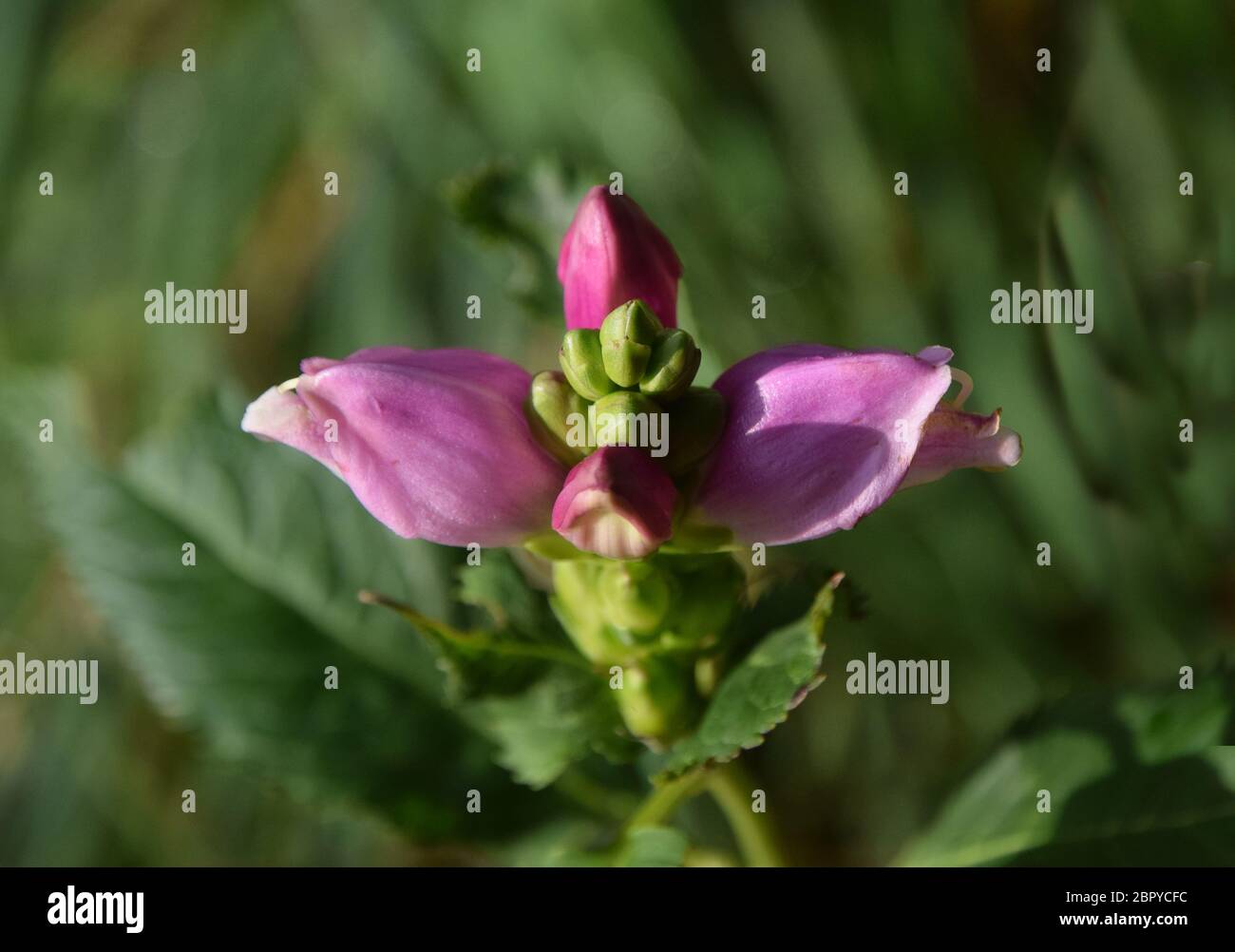 Chelone Obliqua, turtle head flower Stock Photo - Alamy