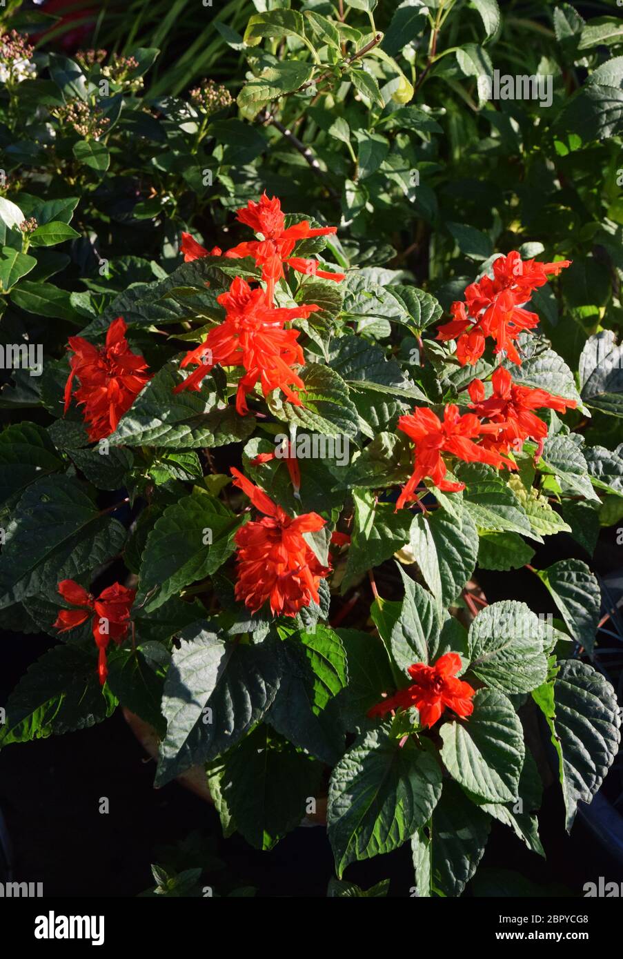 Scarlet sage salvia splendens hi-res stock photography and images - Alamy