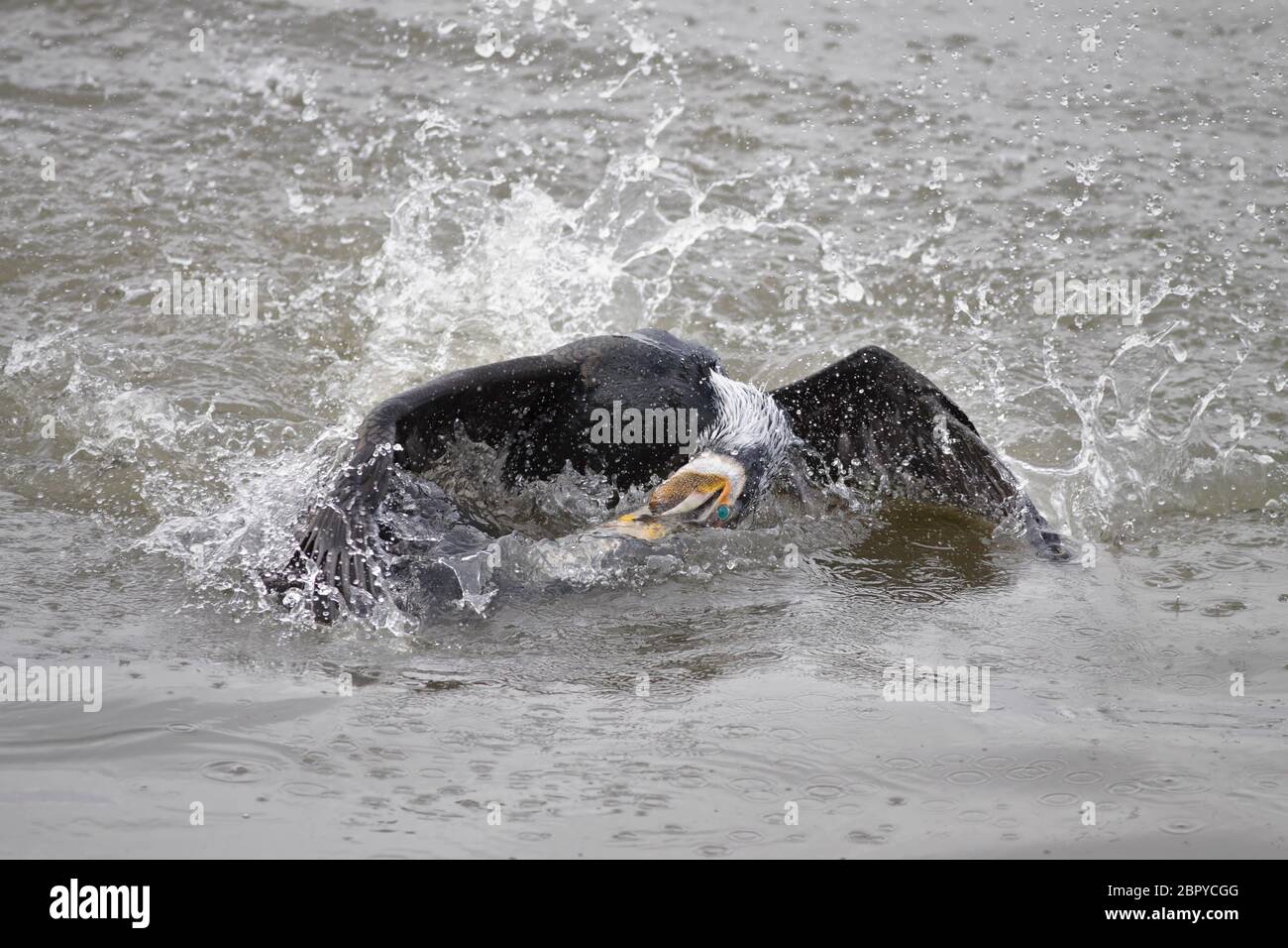 Big cormorant fighting with mullet during his fishing activity. Douro ...
