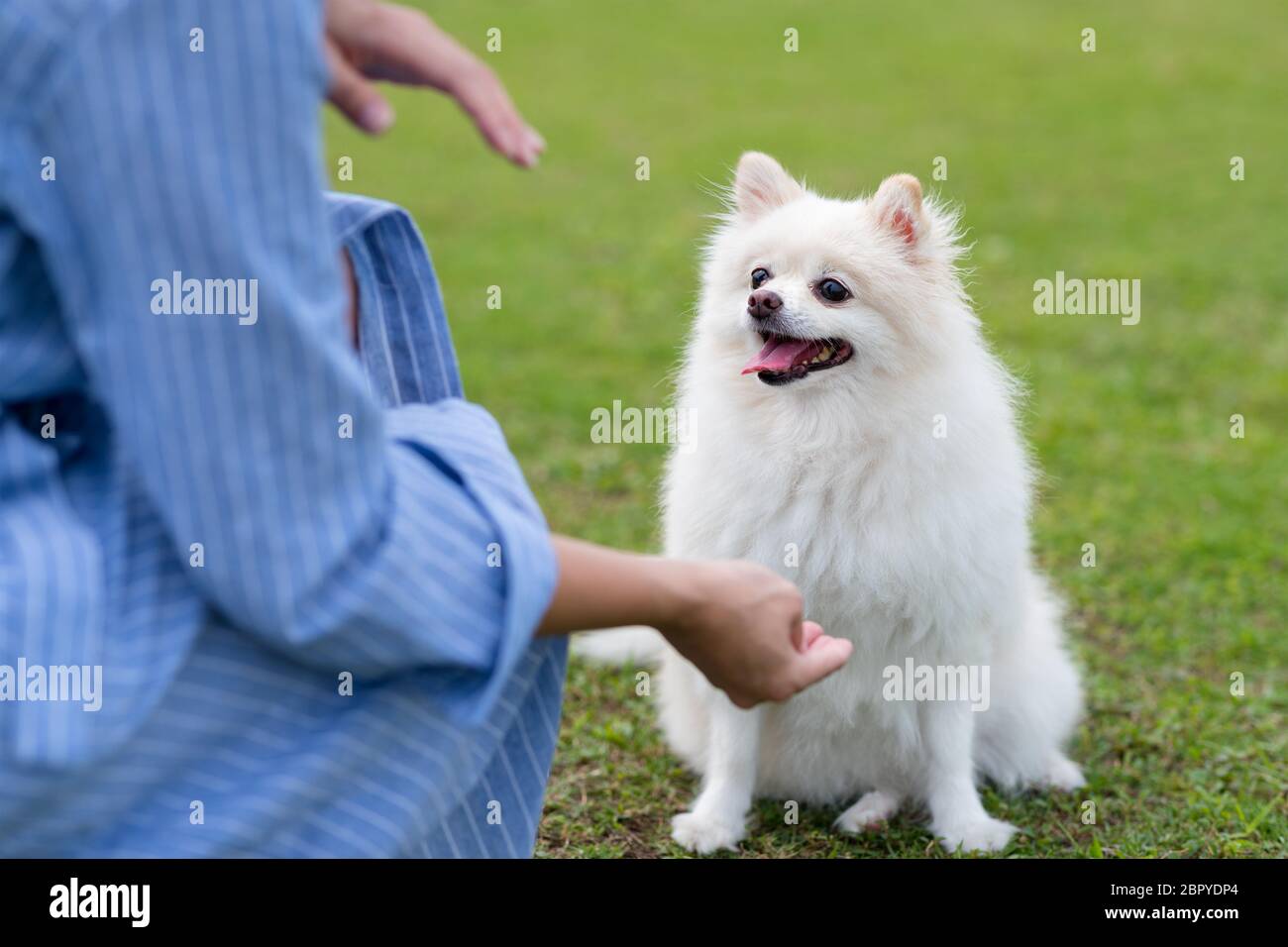 Pomeranian dog wait for command Stock Photo - Alamy