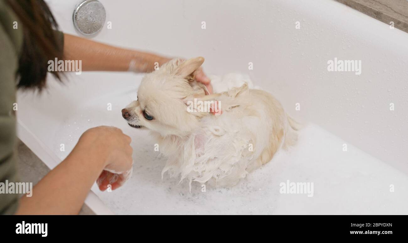 Pomeranian dog take bath Stock Photo - Alamy
