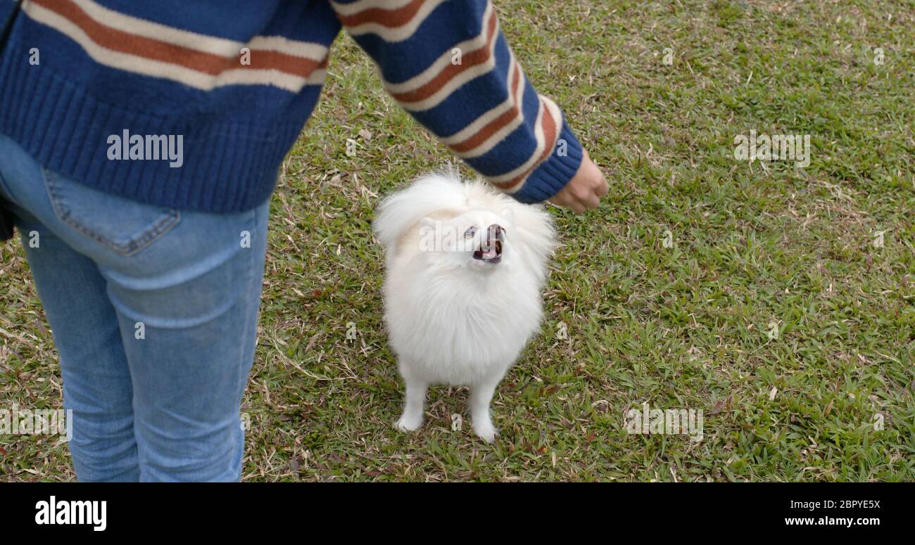 Training Pomeranian at park Stock Photo - Alamy