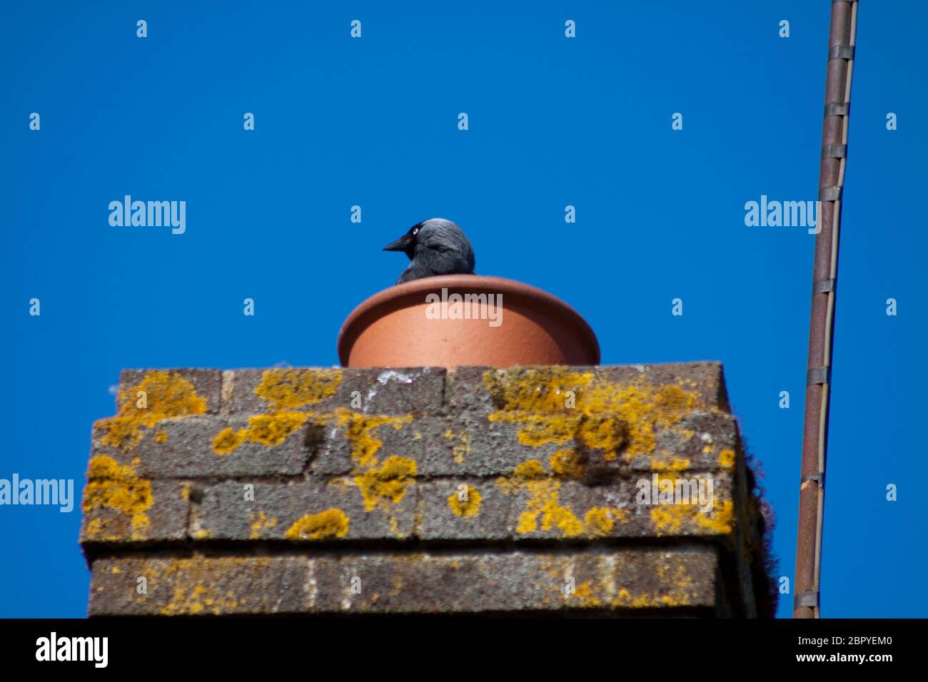 Crow inside Chimney Pot (Corvus Stock Photo - Alamy