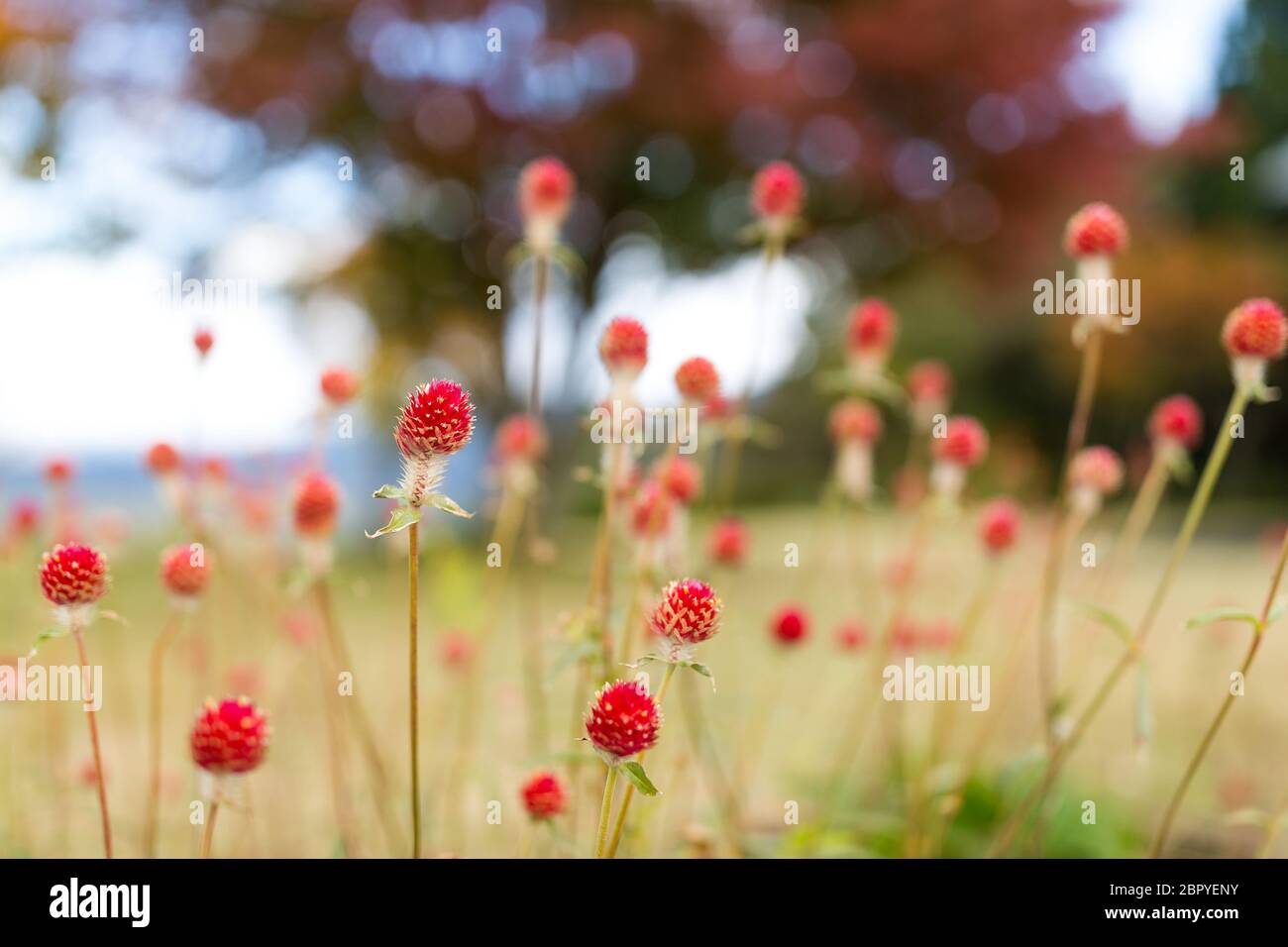 Red grass field Stock Photo - Alamy