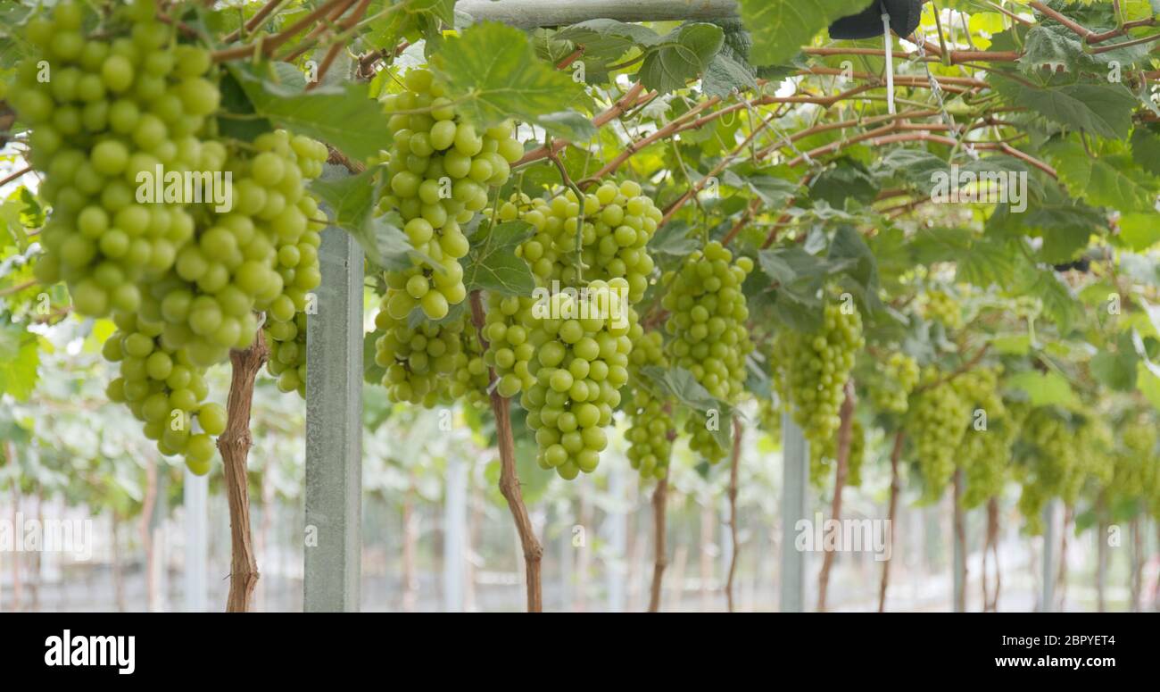 Grape farm garden Stock Photo - Alamy