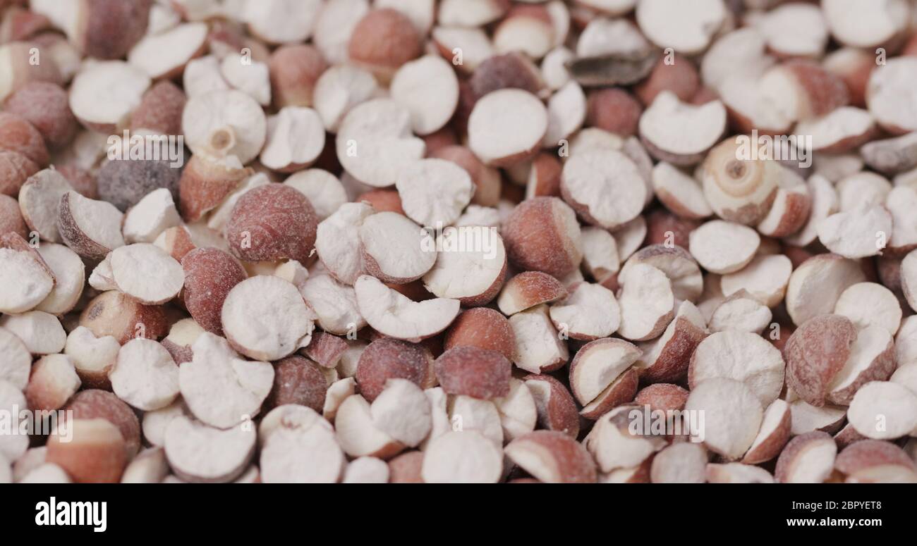 Gordon euryale seed Stock Photo - Alamy