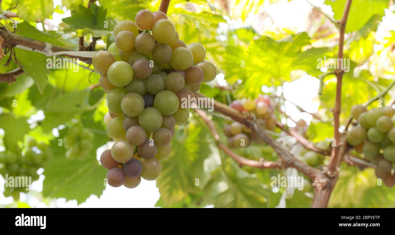 Green grape farm Stock Photo - Alamy