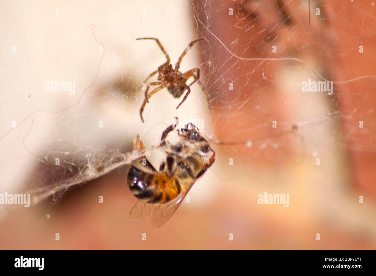 Spiders web garden bee hi-res stock photography and images - Alamy
