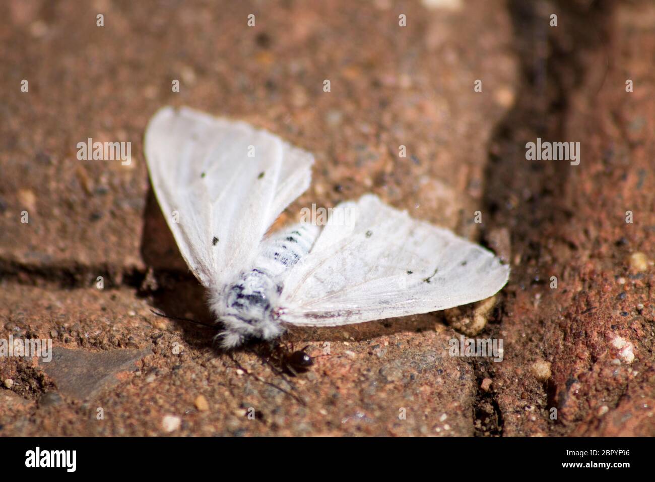 Common White British Moth (White Ermine Stock Photo - Alamy