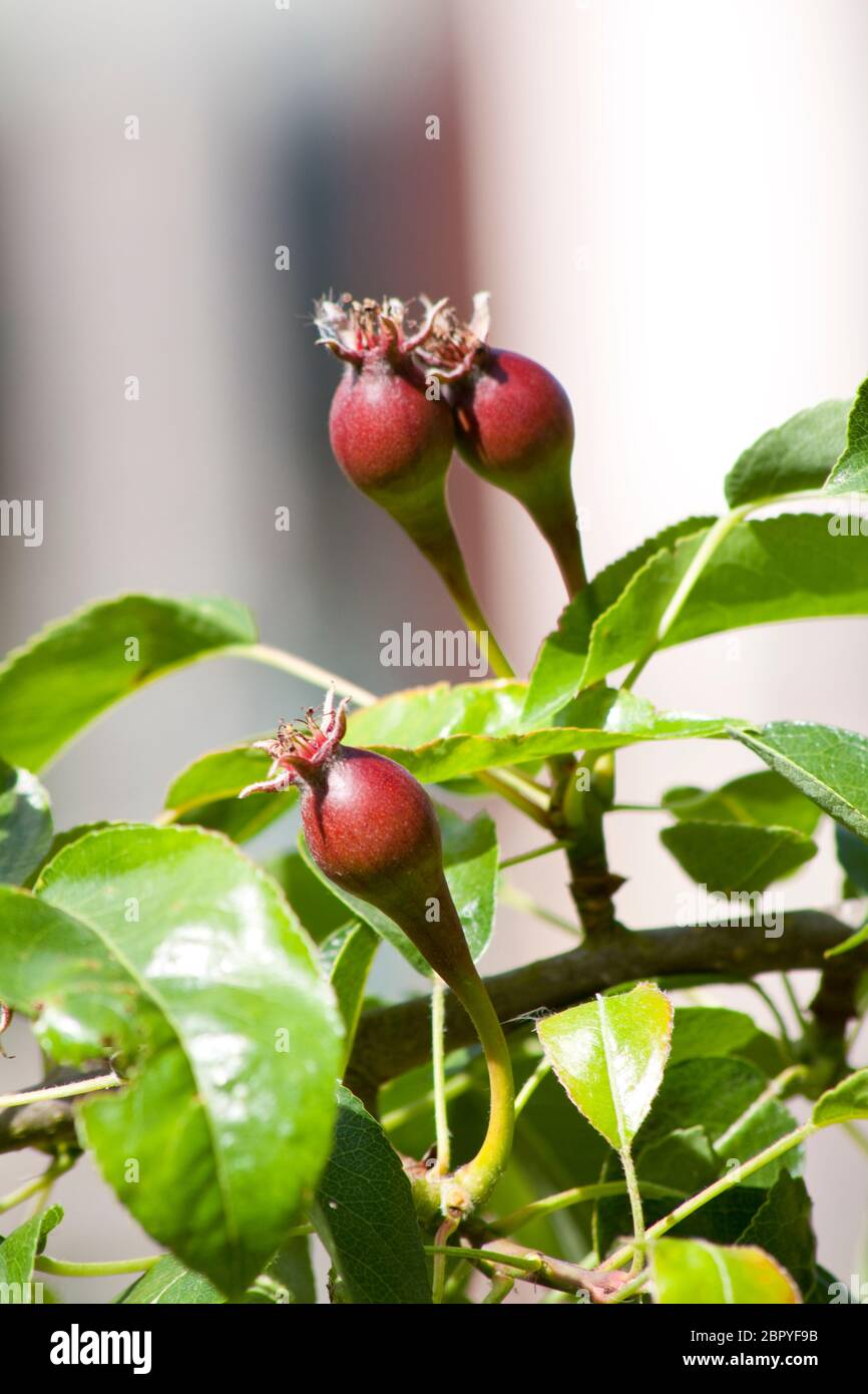 Pear Tree with small pears (pyrus Stock Photo - Alamy