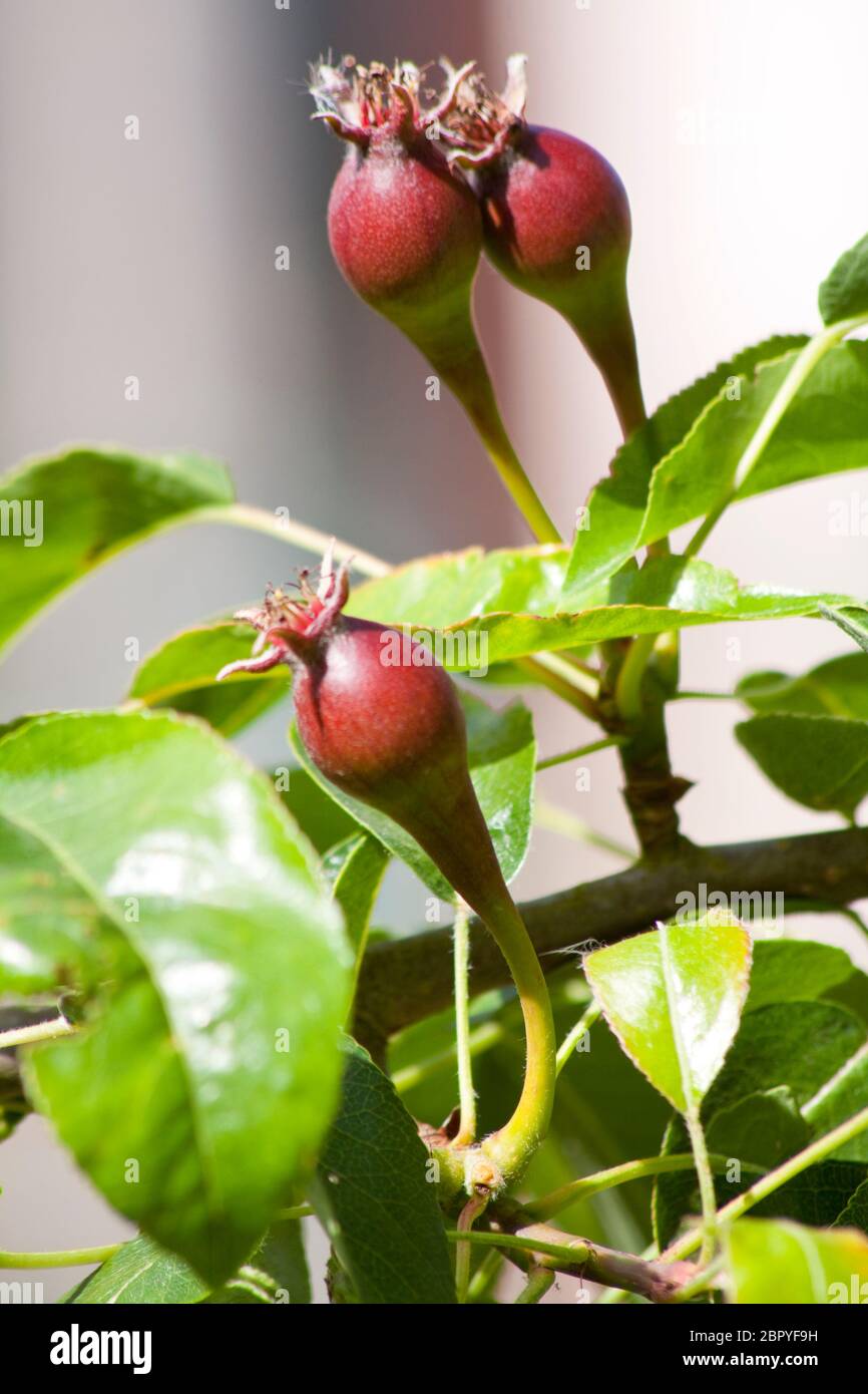 Pear Tree with small pears (pyrus Stock Photo - Alamy