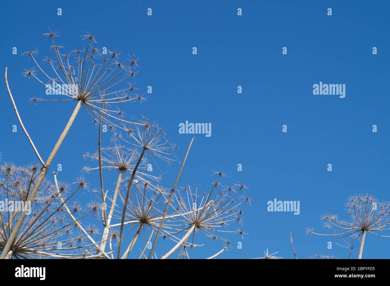Nature landscape with dry plants Stock Photo - Alamy