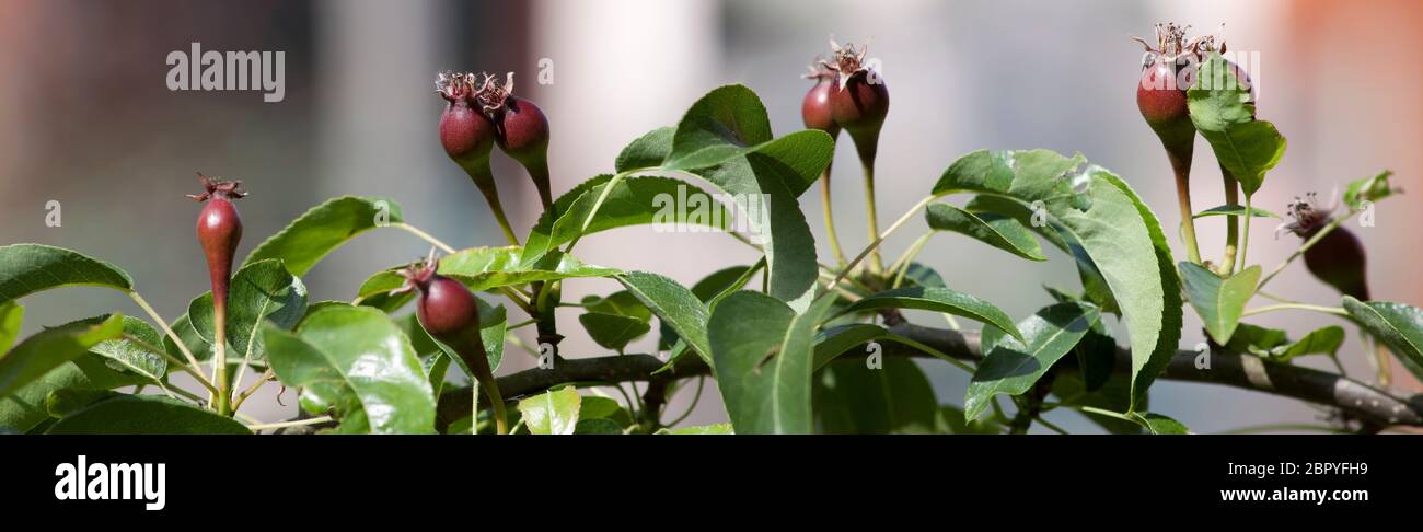 Pear Tree with small pears (pyrus Stock Photo - Alamy