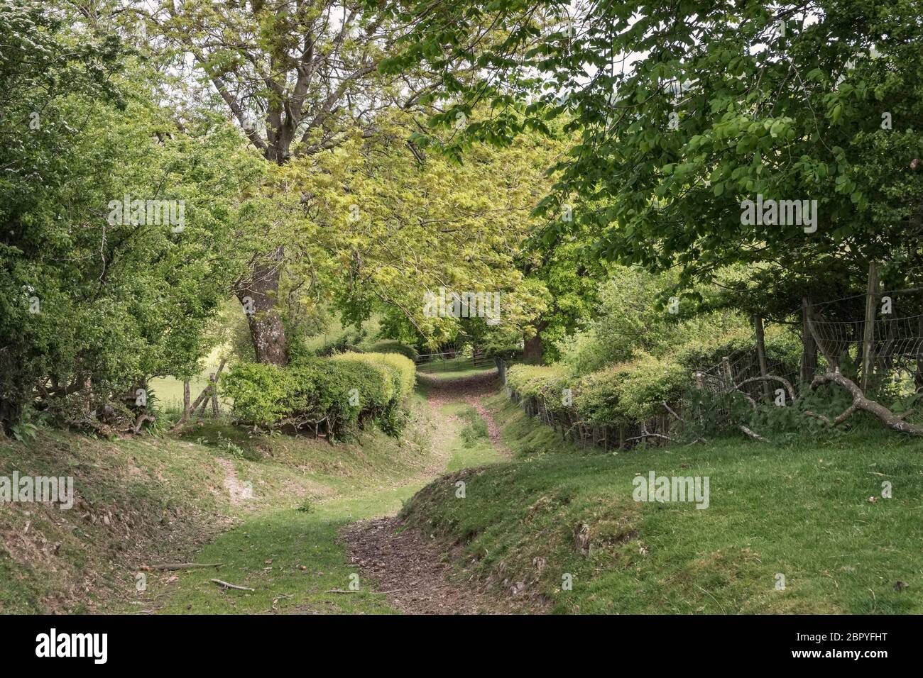 An old drovers' road in the hills above the Teme valley near Knighton ...