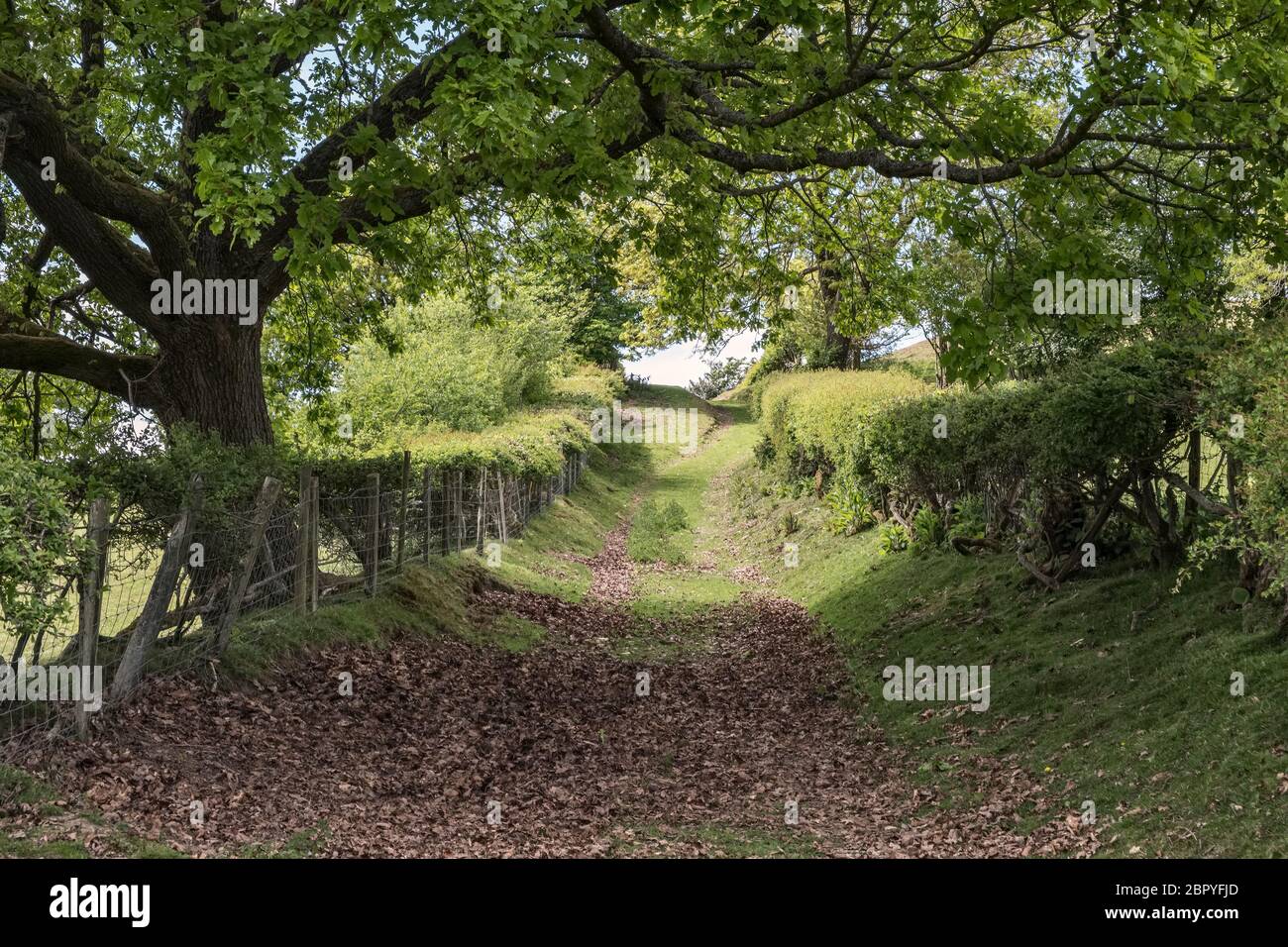 Bridle path track hi-res stock photography and images - Alamy