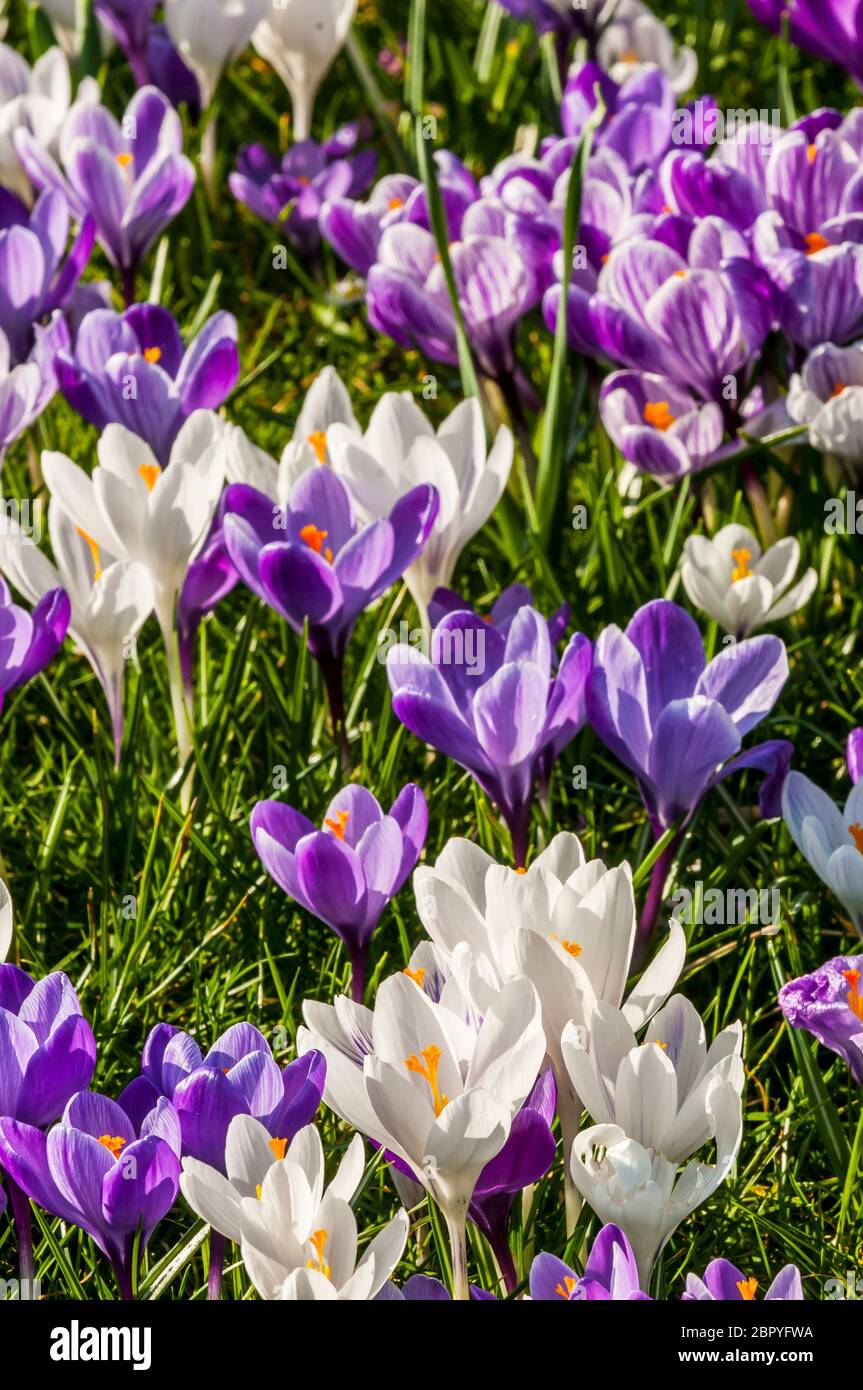 st.chad's church, poulton-le-fylde,town centre,lancashire,england,uk ...