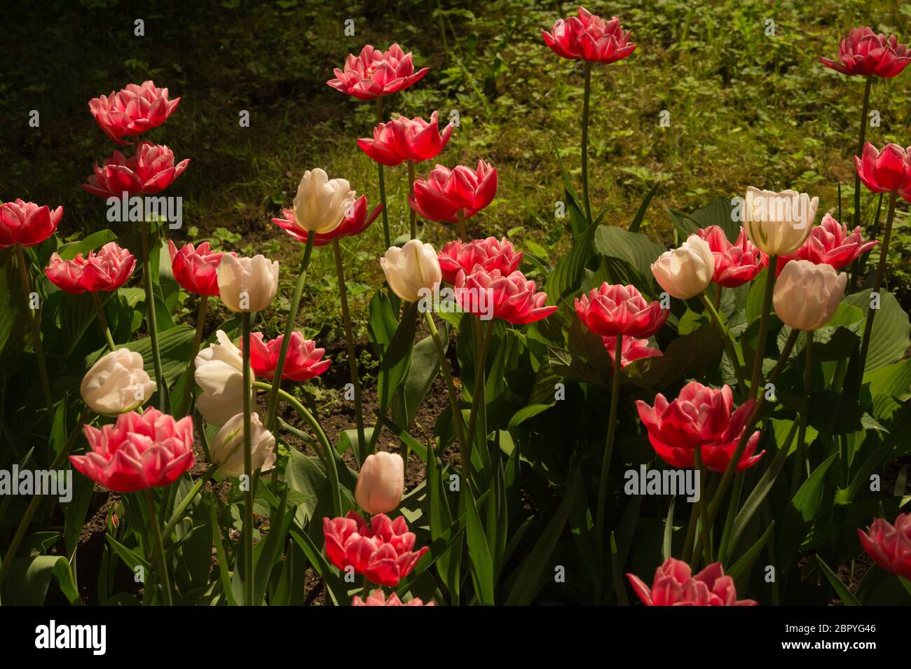 Red flowers in a garden Stock Photo - Alamy