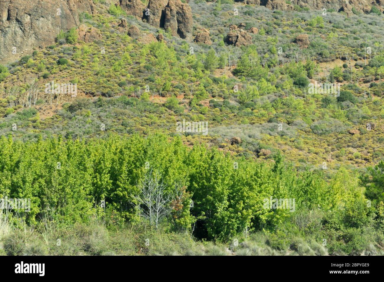 Dense green tree mountain forest Stock Photo - Alamy