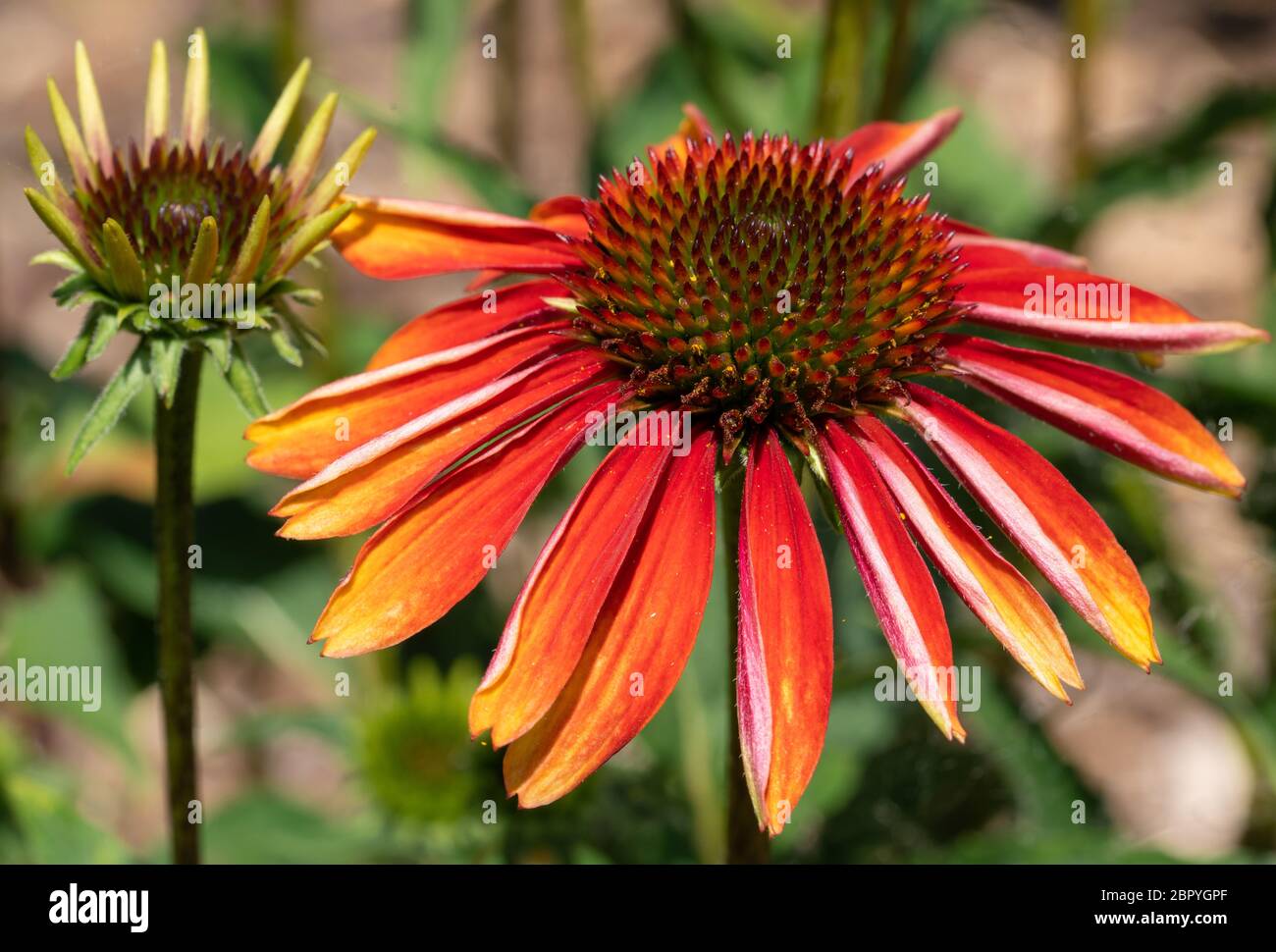 Coneflower (Echinacea purpurea), flowers of summer Stock Photo - Alamy