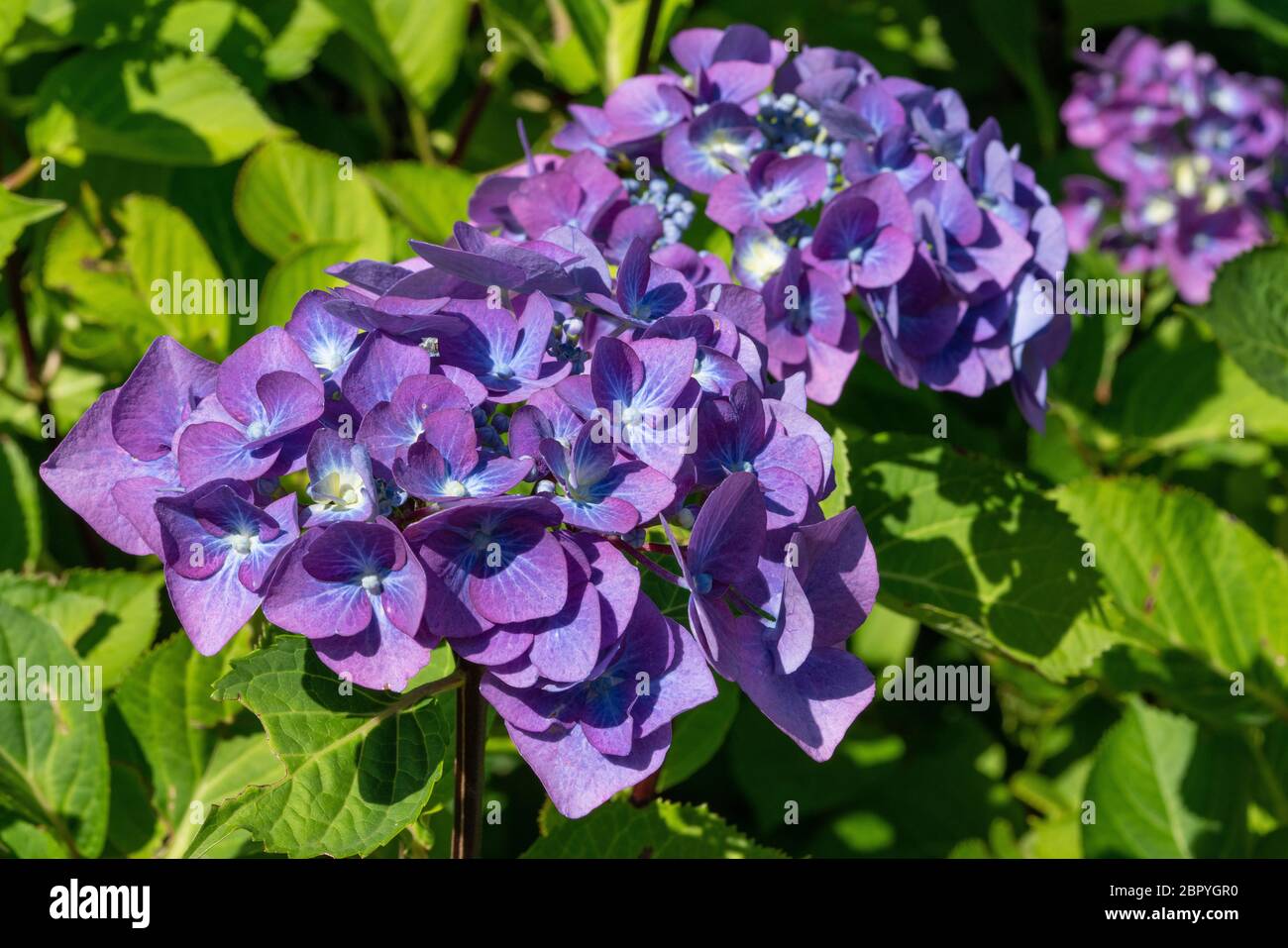 Penny mac (Hydrangea macrophylla), flowers of summer Stock Photo - Alamy