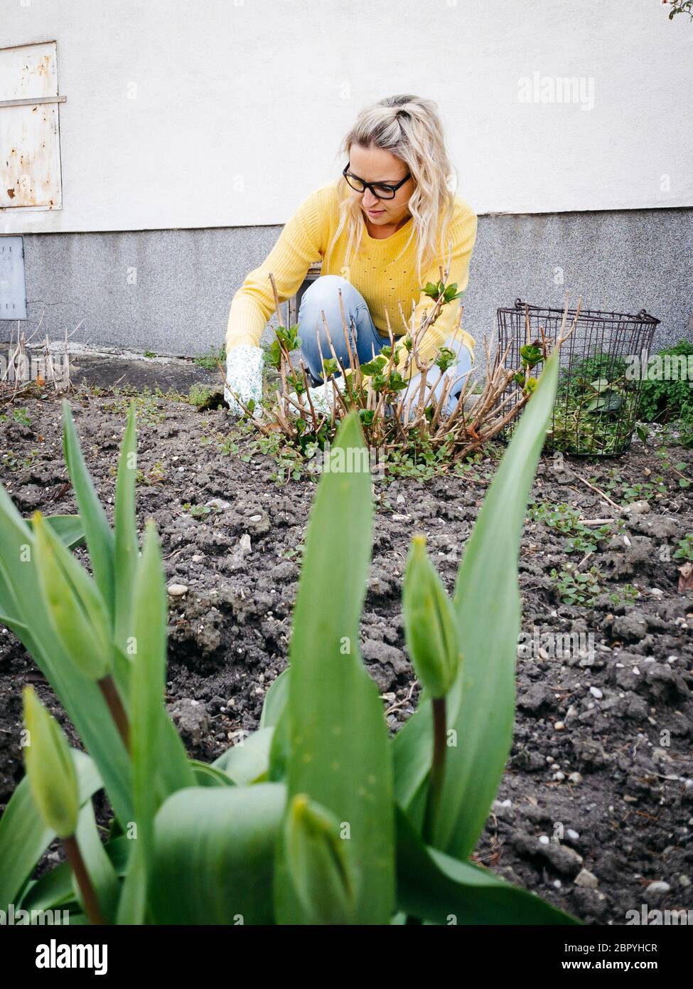 young pretty woman with yellow and glasses sweater weeding weeds Stock ...