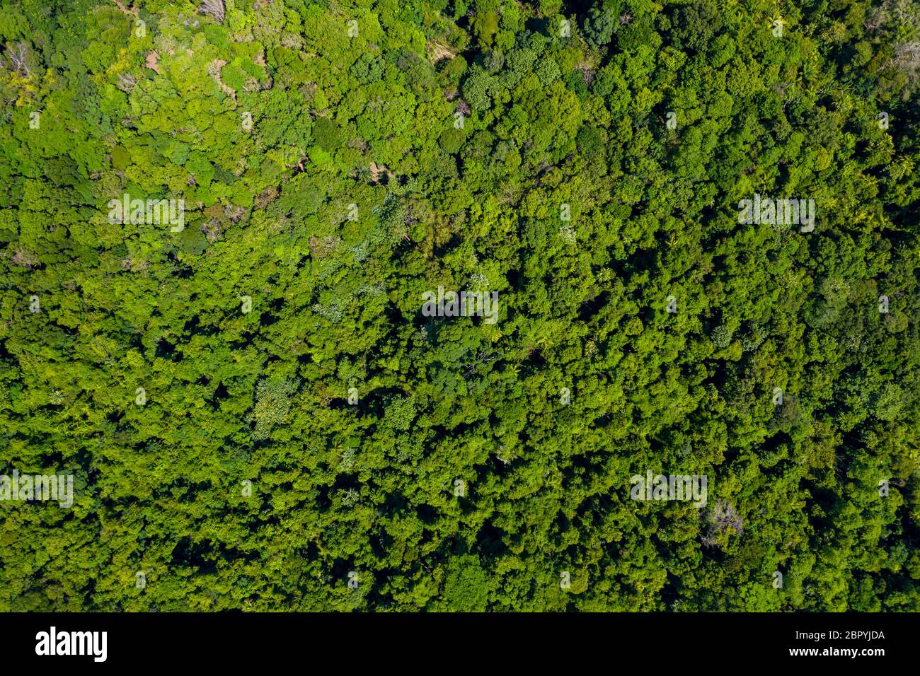 Top down aerial view of the tree canopy of a dense tropical rainforest ...