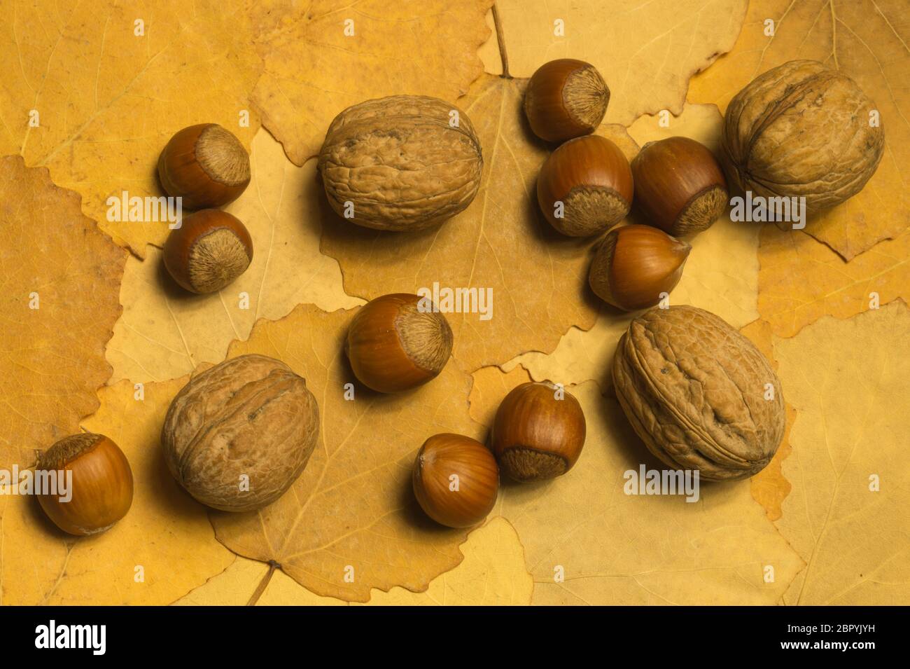 Hazelnuts and walnuts with autumn leaves background Stock Photo - Alamy