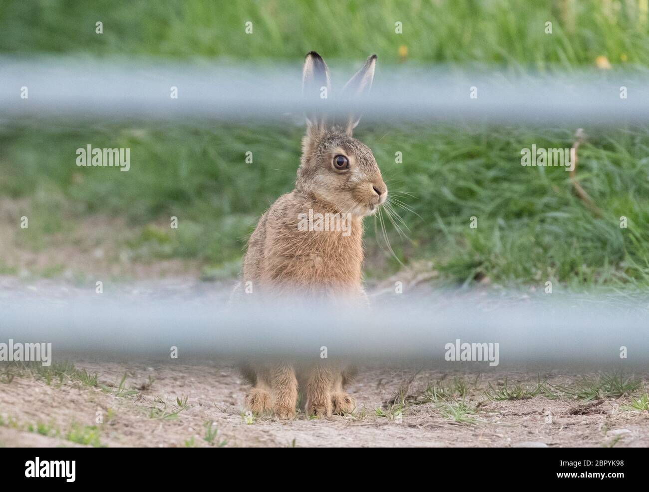 Leveret road hi-res stock photography and images - Alamy