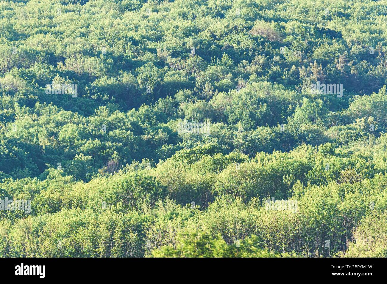 A view across some treetops in woodland in Kent. UK Stock Photo - Alamy