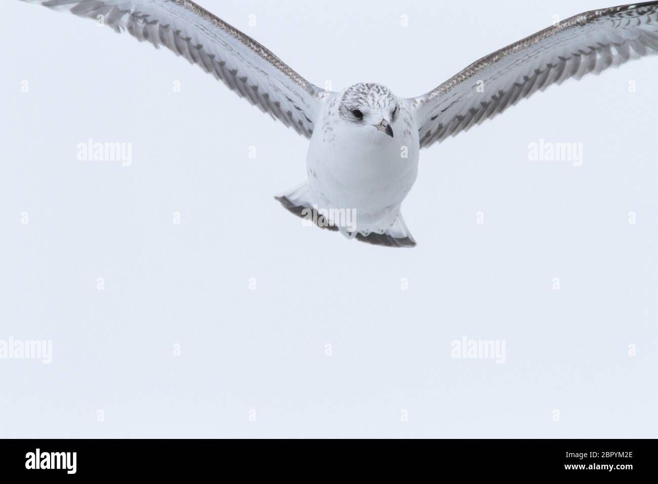 Seagulls fly overhead hi-res stock photography and images - Alamy